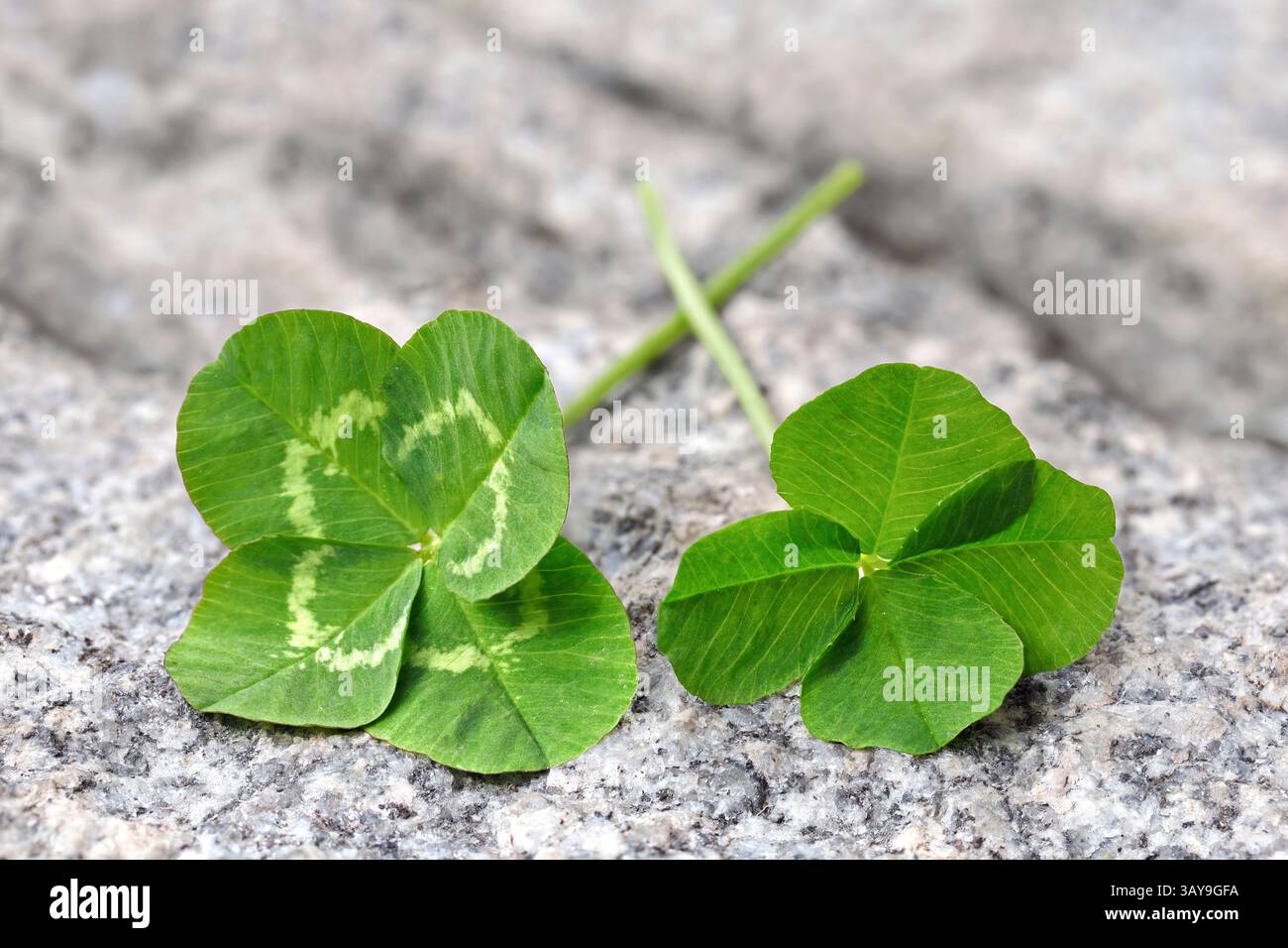 two picked four-leaf clovers, Trifolium repens on granite stone, rare ...