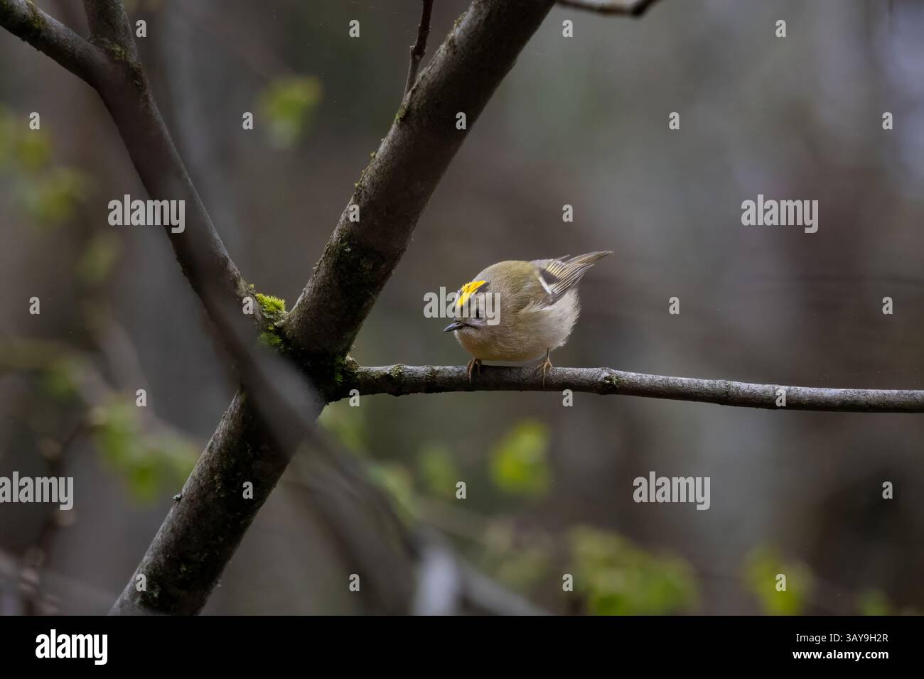 Goldcrest (Regulus regulus) ruffling feathers. Britain's smallest bird ...