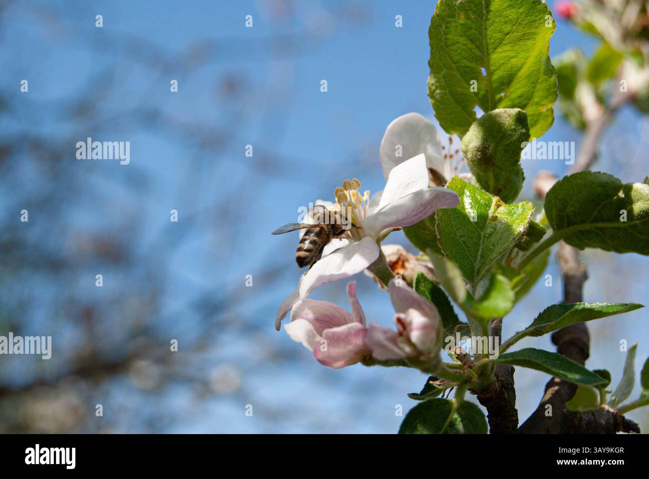 A bee actively pollinating a delicate apple tree flower under the ...