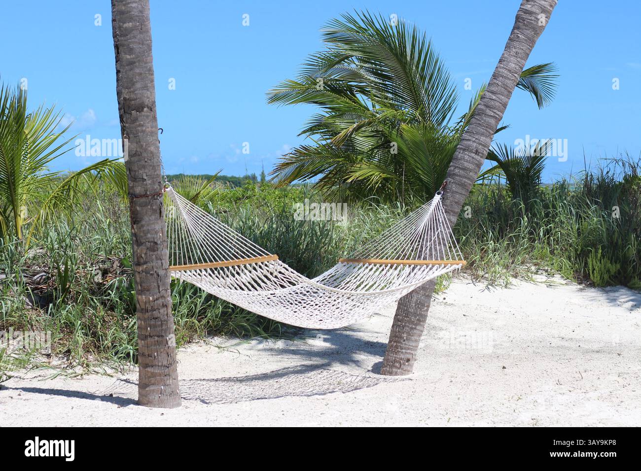 A hammock between two palm trees on a beach in The Abacos, Bahamas Stock Photo - Alamy
