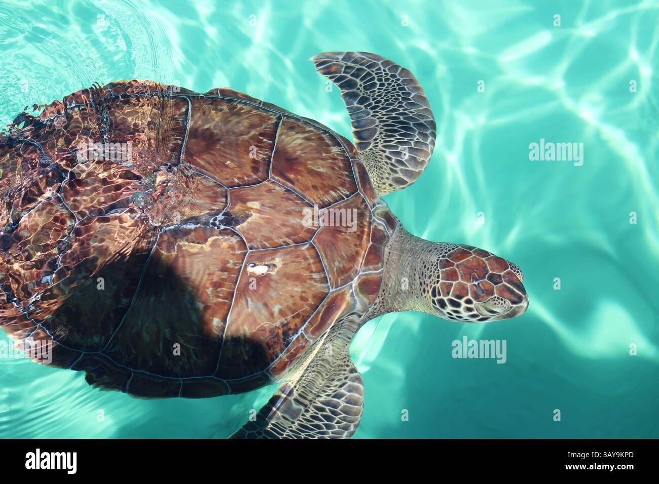 A sea turtle swimming in the ocean in The Abacos, Bahamas Stock Photo ...