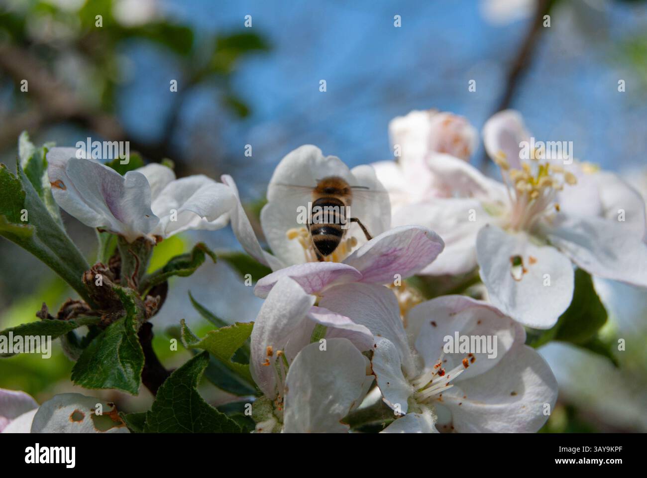 A bee actively pollinating a delicate apple tree flower under the ...