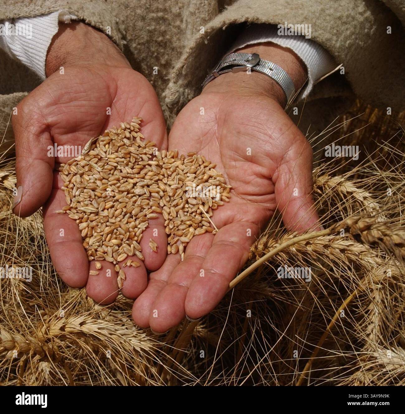 Como el trigo hi-res stock photography and images - Alamy