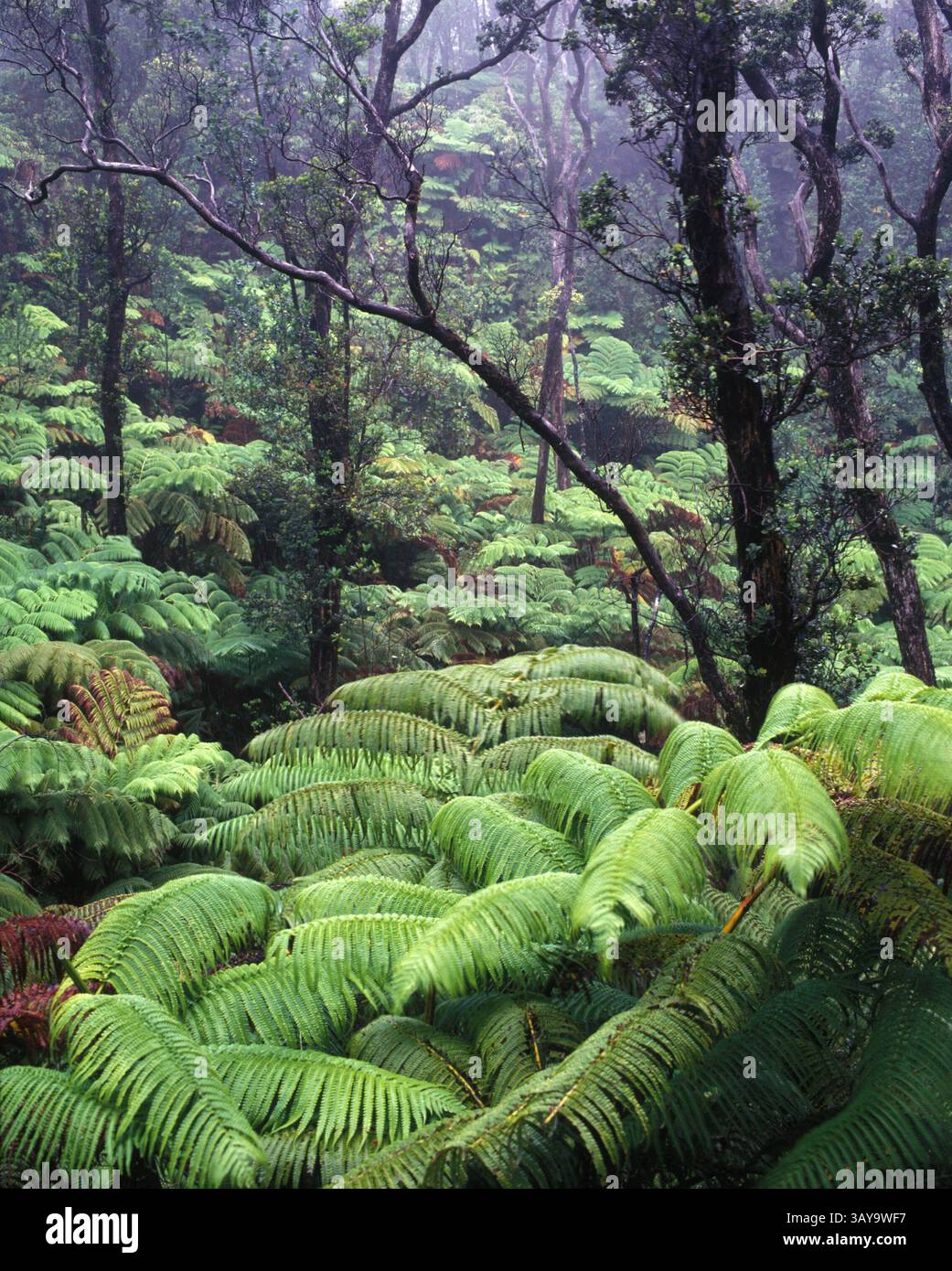 Hapuu fern hi-res stock photography and images - Alamy