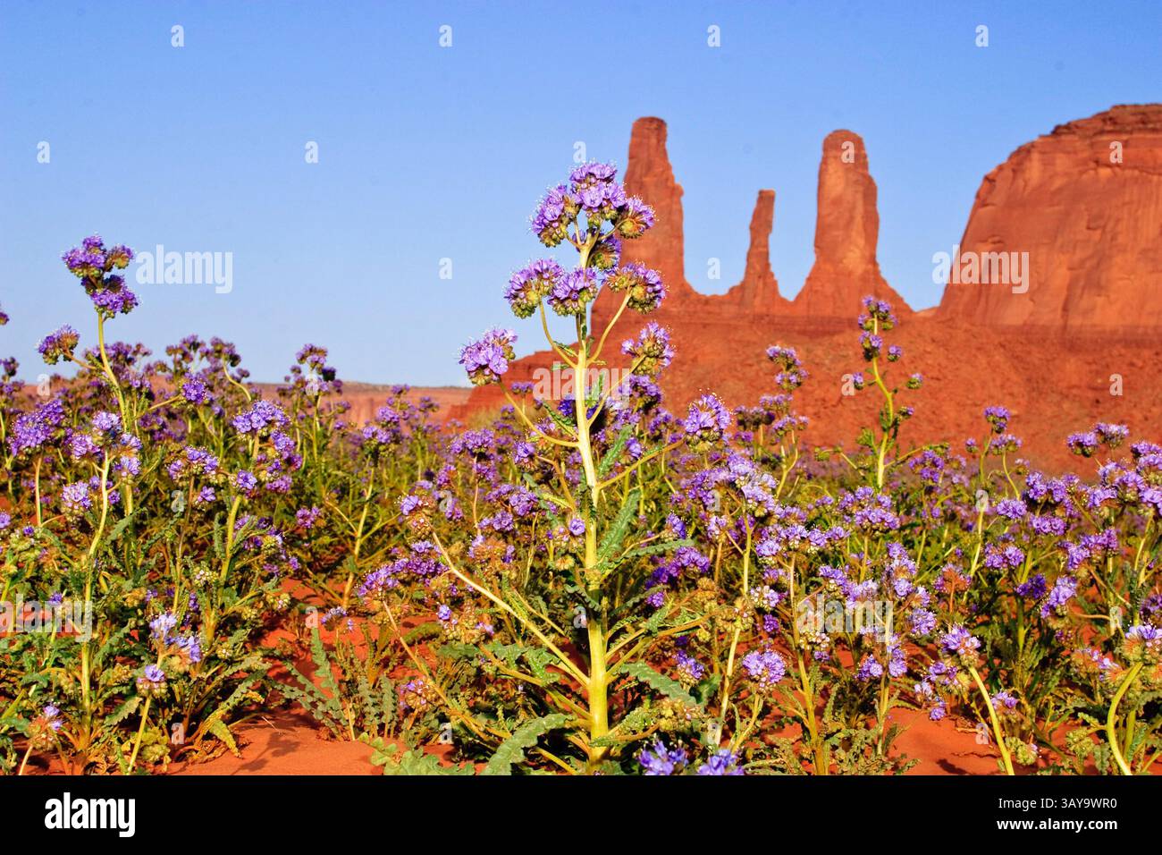 Purple sage arizona hi-res stock photography and images - Alamy