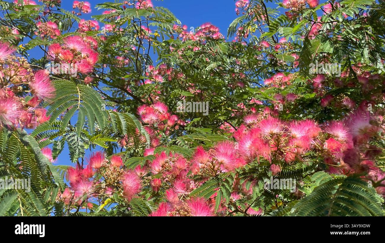 Mimosa tree blossom hi-res stock photography and images - Alamy