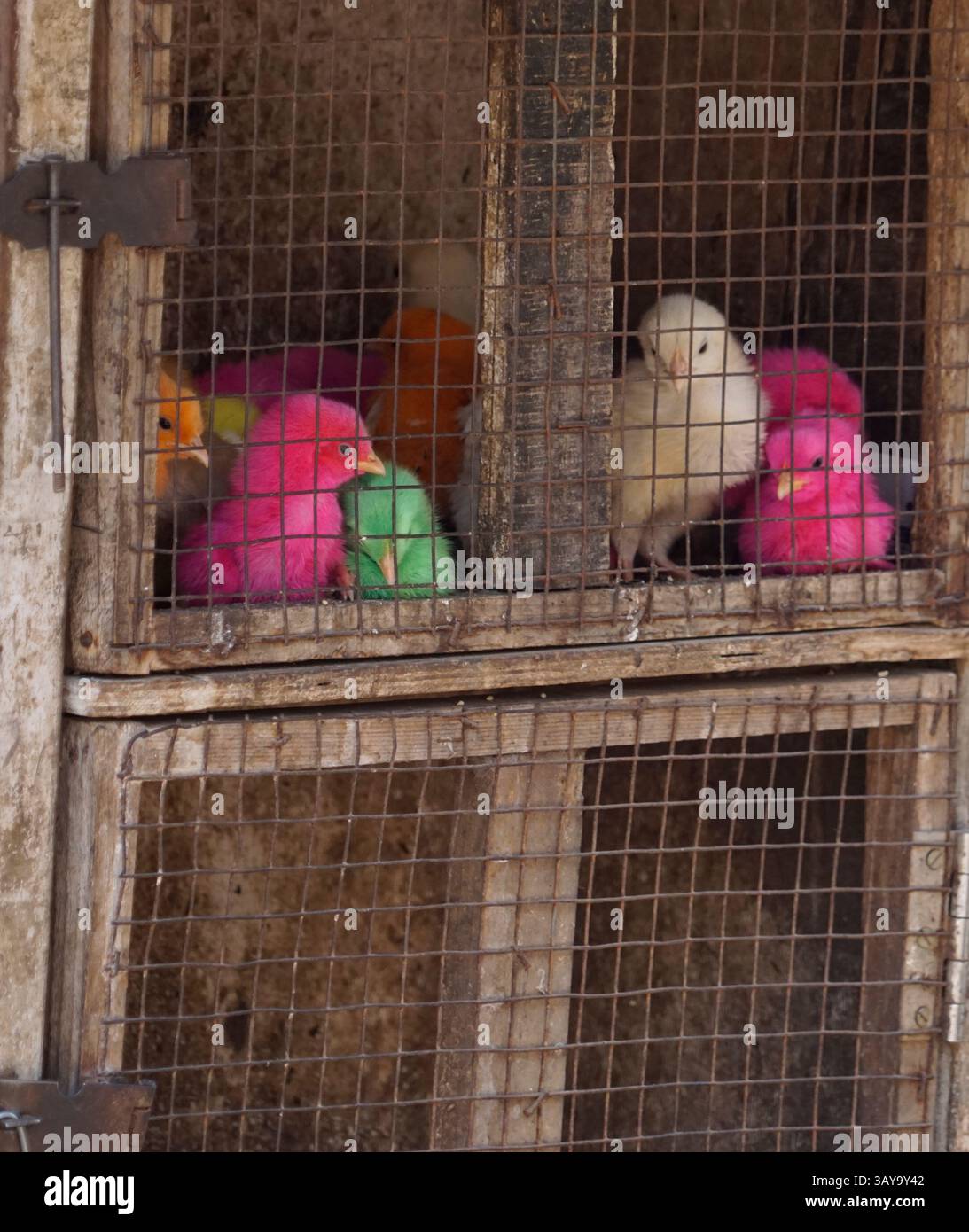 birds for sale on a market in mumbai Stock Photo - Alamy
