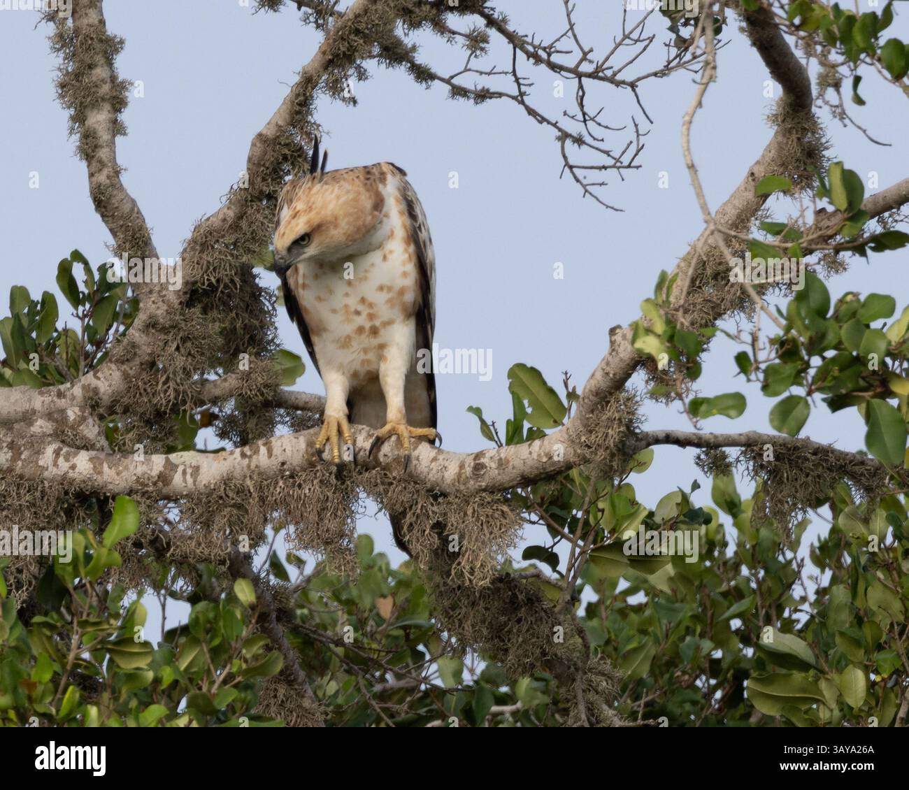 A changeable hawk-eagle in Yala National Park, Sri Lanka Stock Photo ...