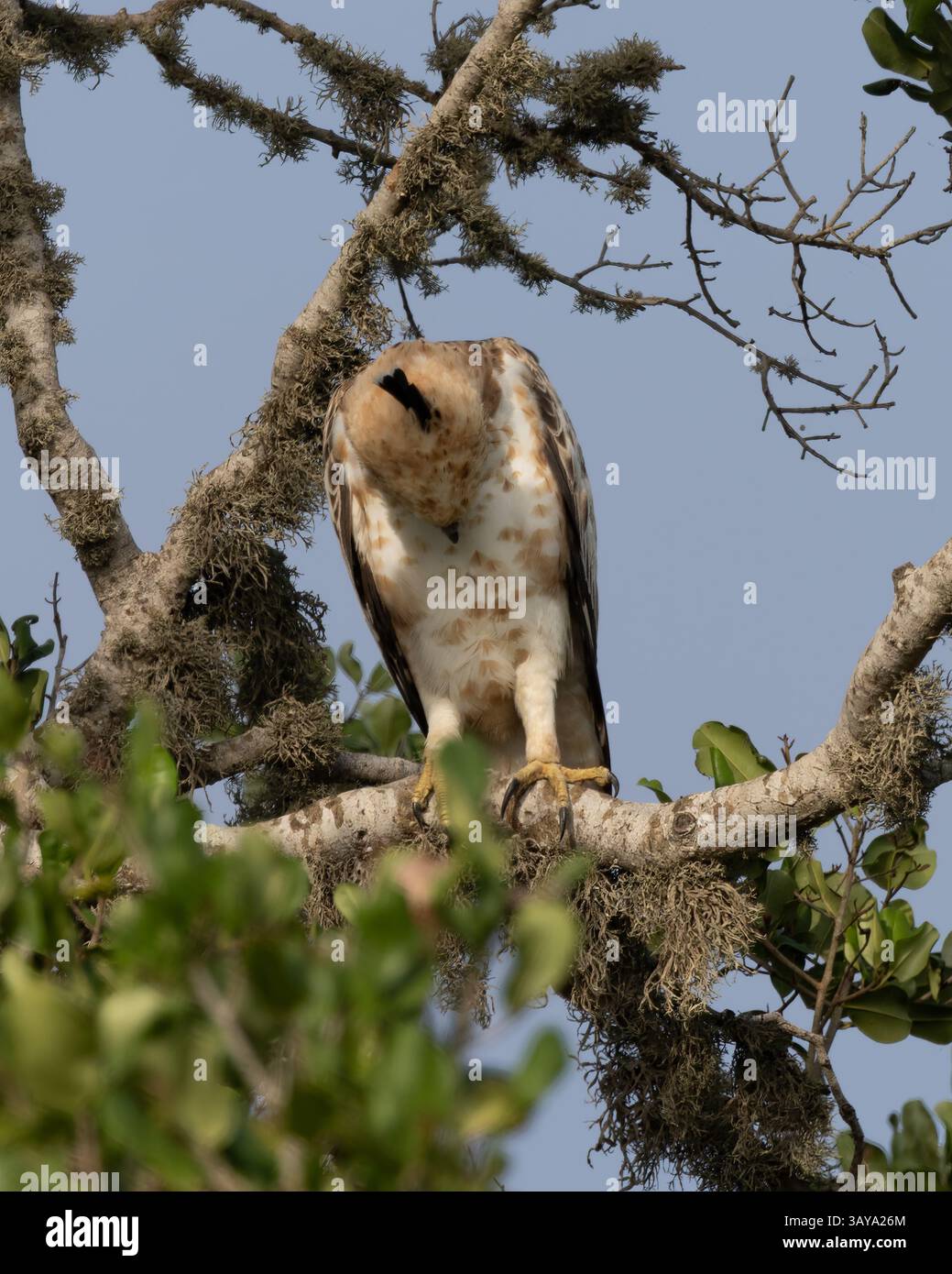 A changeable hawk-eagle in Yala National Park, Sri Lanka Stock Photo ...