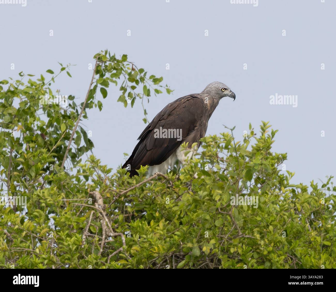 Grey headed fish hi-res stock photography and images - Alamy