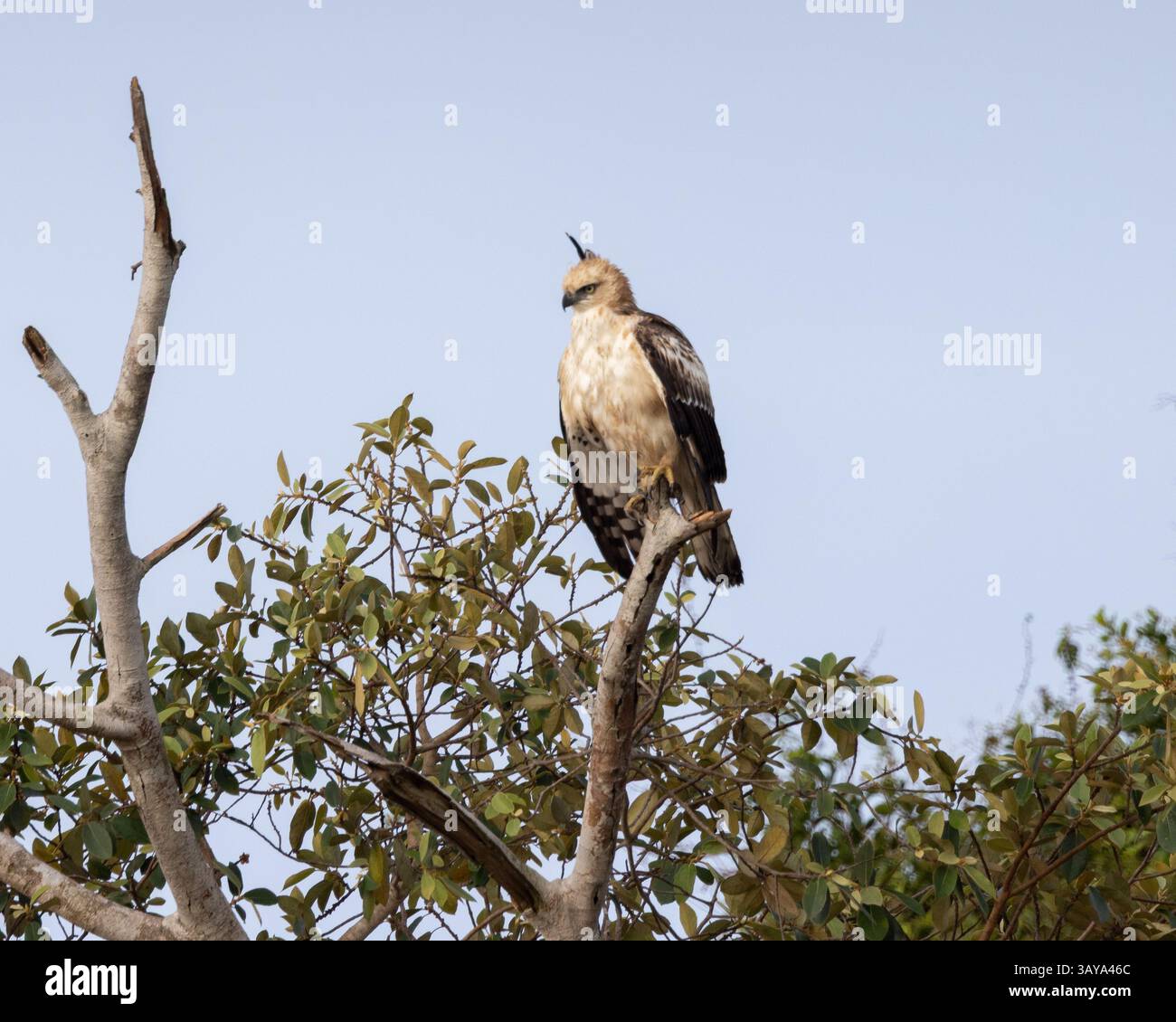 A changeable hawk-eagle in Yala National Park, Sri Lanka Stock Photo ...