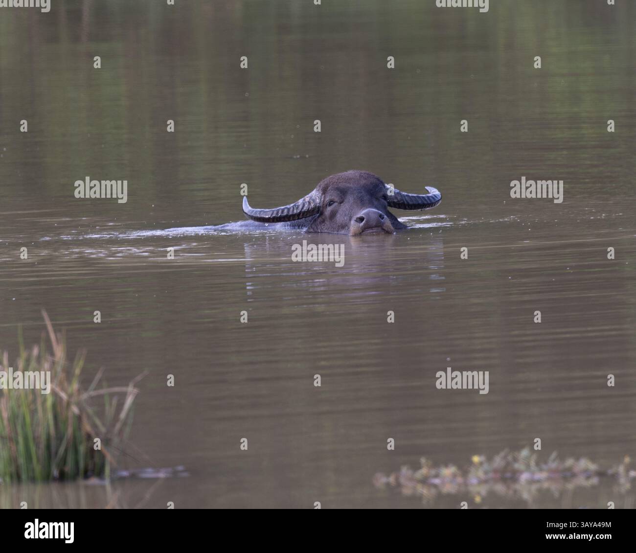 A wild Water Buffalo in Yala National Park, Sri Lanka Stock Photo - Alamy