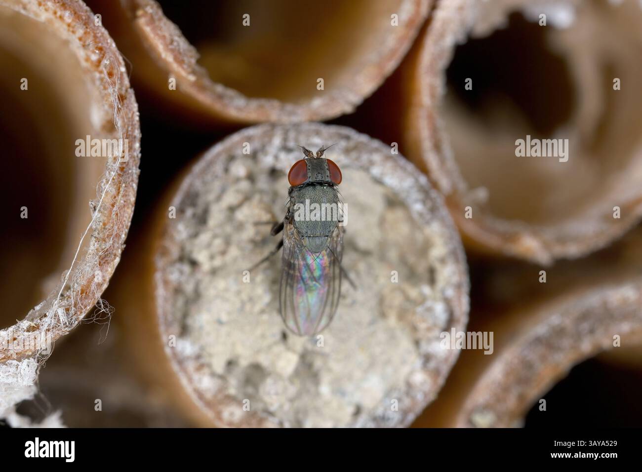 Drosophilid fly, Houdini fly, Cacoxenus indagator, fodder parasite of ...