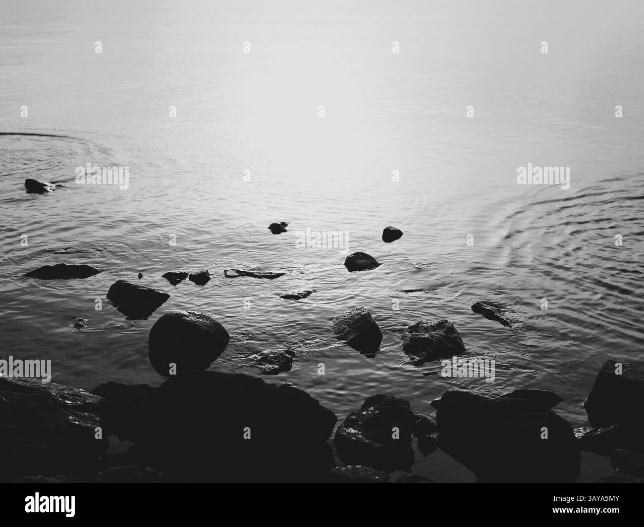 A Beautiful and Serene Black and White Waterscape Featuring Graceful ...
