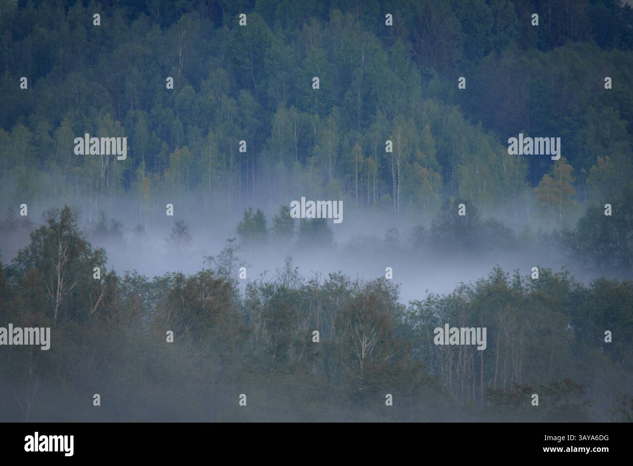 A thick layer of mist gently blankets the treetops of a lush green ...