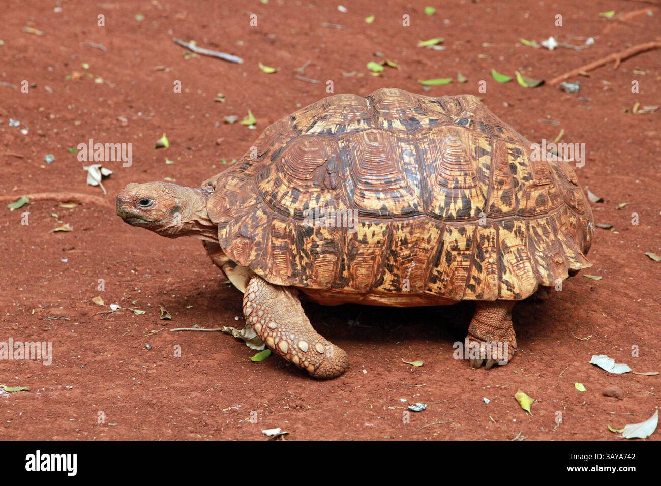 Nairobi kenya turtle hi-res stock photography and images - Alamy