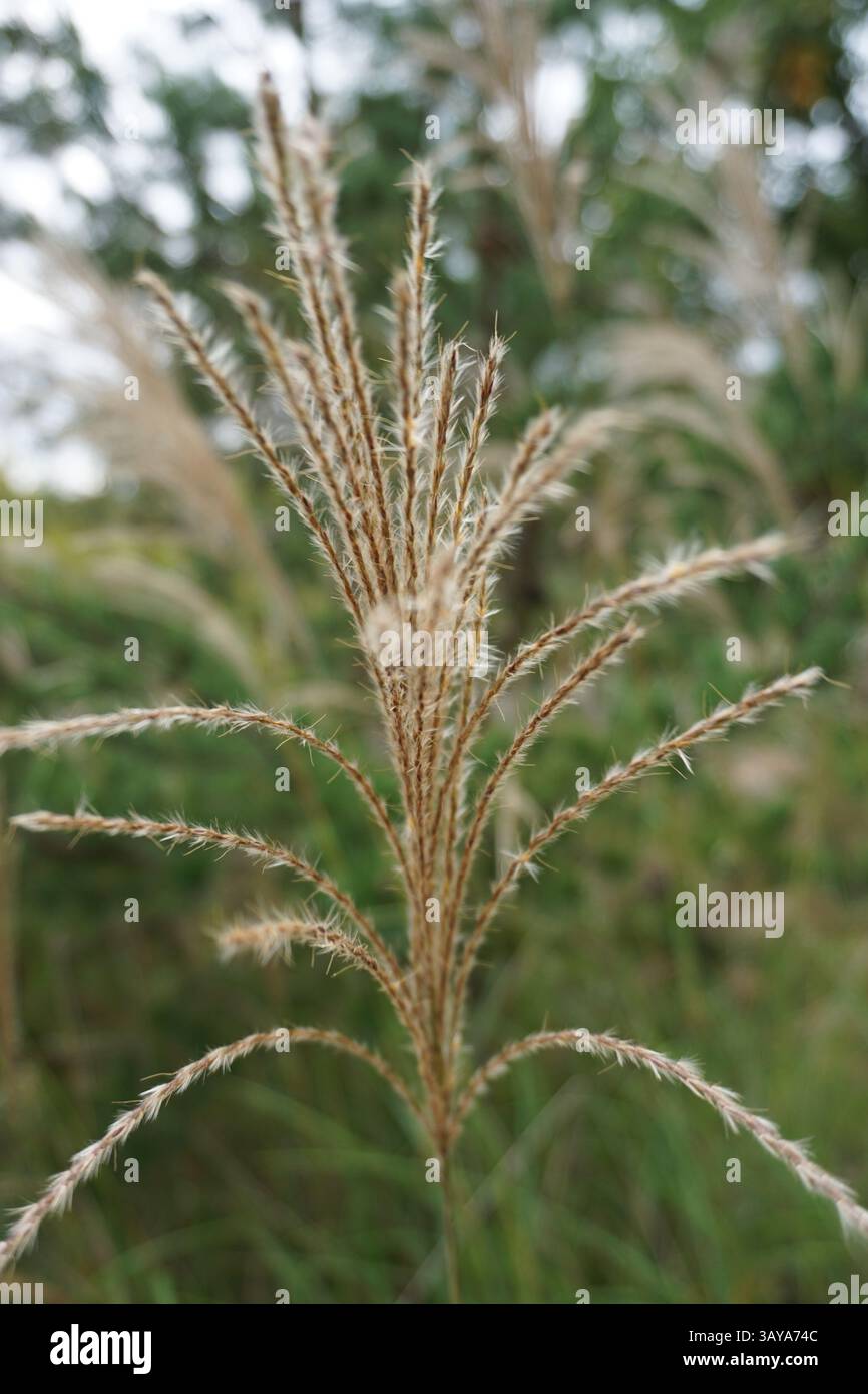 Vertical close up of Miscanthus sinensis, or Eulalia or Chinese Silver ...