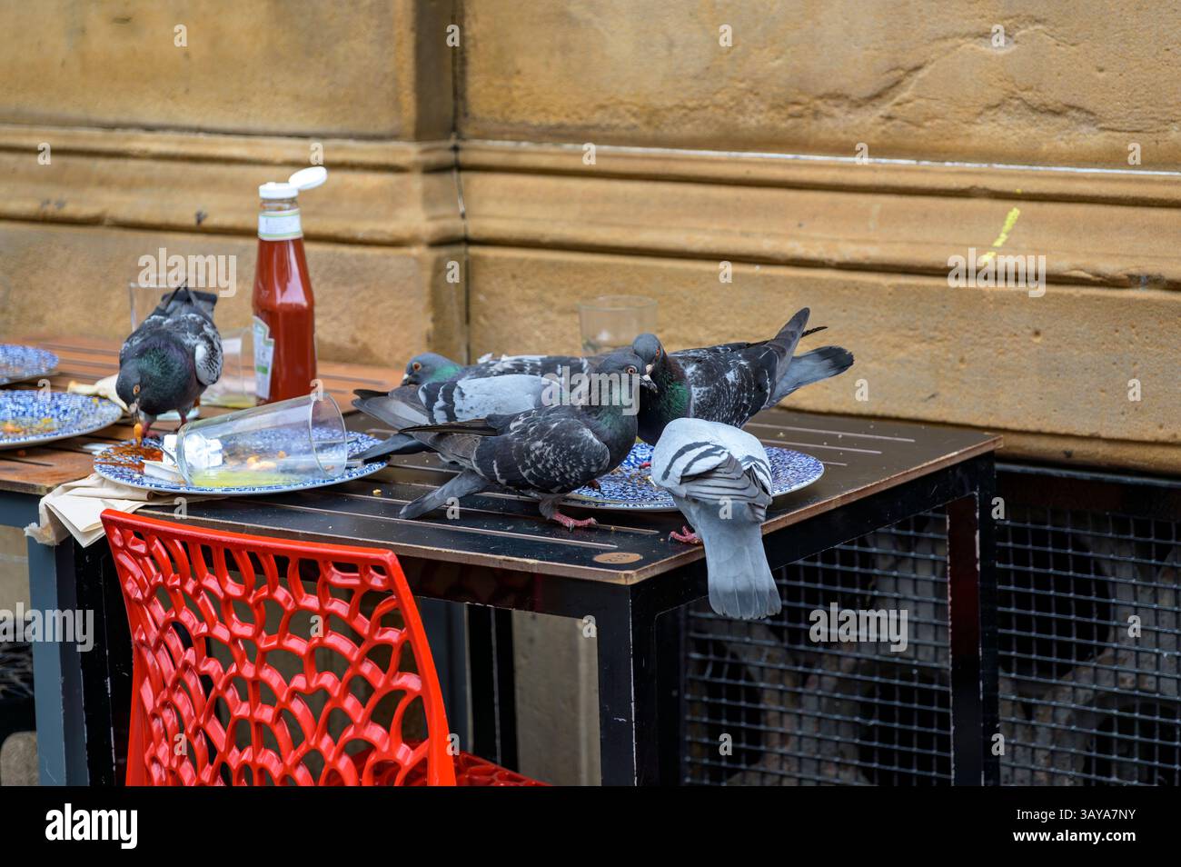 Pigeons eating leftover food hi-res stock photography and images - Alamy