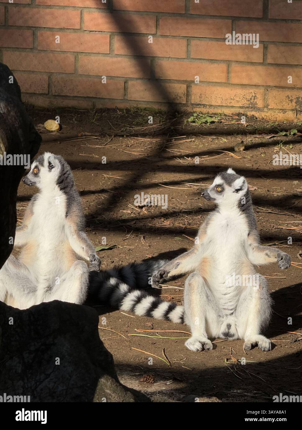 The image shows two ring-tailed lemurs sitting on the ground in an upright position with their ...