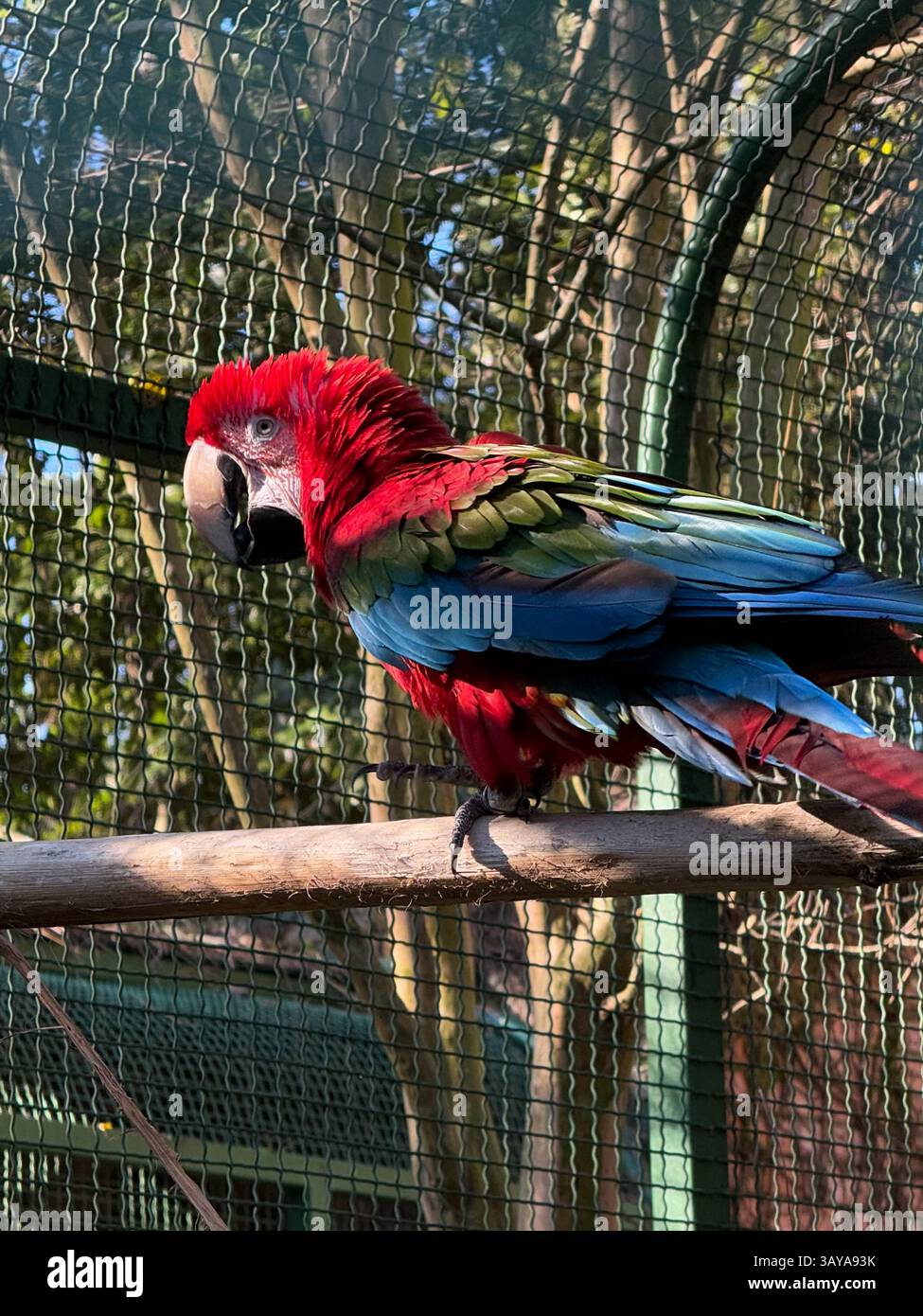 This image features a colorful parrot with red, green, and blue ...