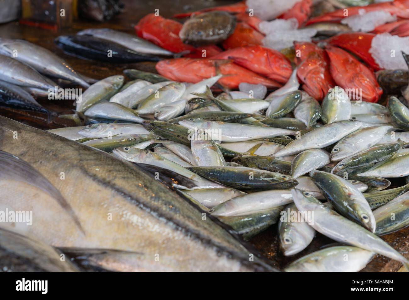 Fish on display in street. side Asian wet fish market in Galle Sri ...