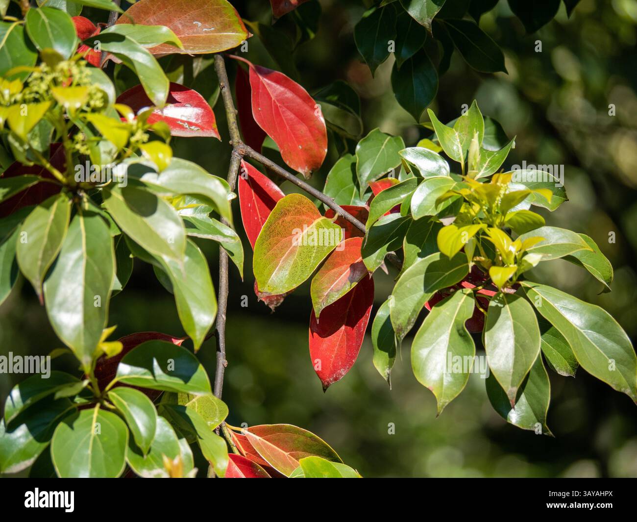 Cinnamomum camphora, camphor laurel tree Stock Photo - Alamy