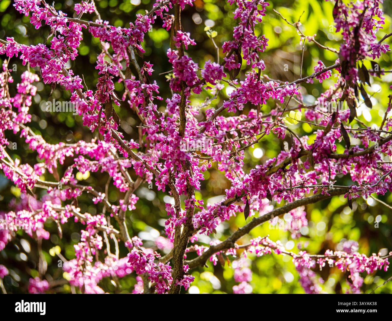 Cercis chinensis, Chinese redbud Flower Stock Photo - Alamy