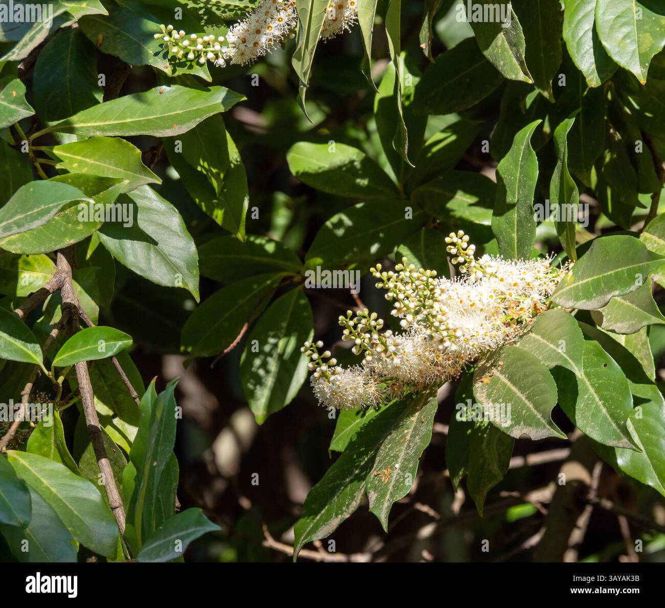 English Laurel white flower spikes (Prunus laurocerasus Stock Photo - Alamy