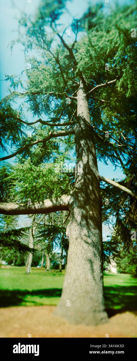 Tree in a park, Volunteer Park, Capitol Hill, Seattle, Washington State ...