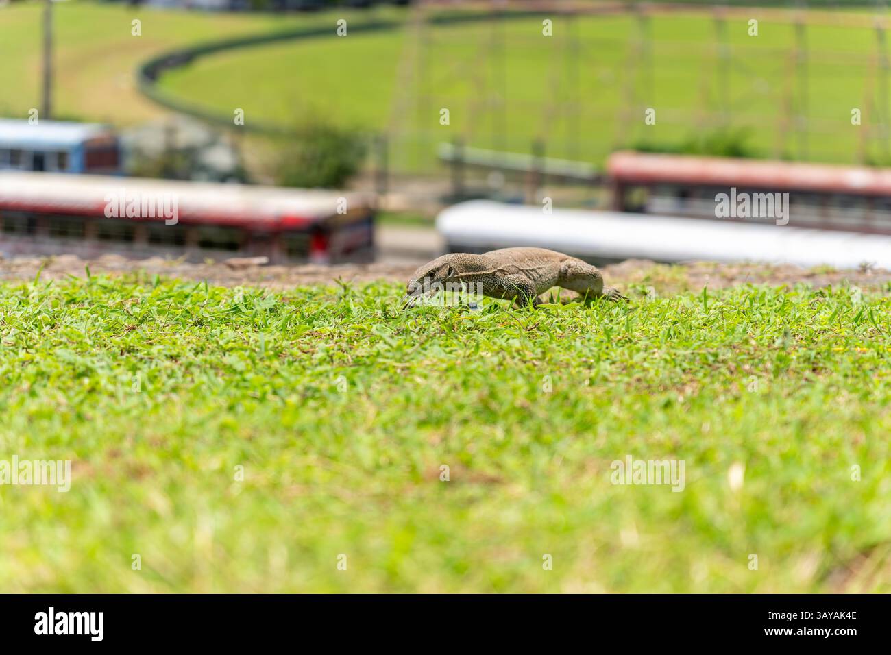 Sri Lanka land monitor lizard or Varanus bengalensis against an urban ...