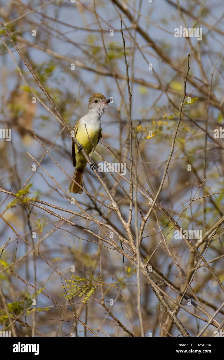 Brown-crested Flycatcher in Costa Rica Stock Photo - Alamy