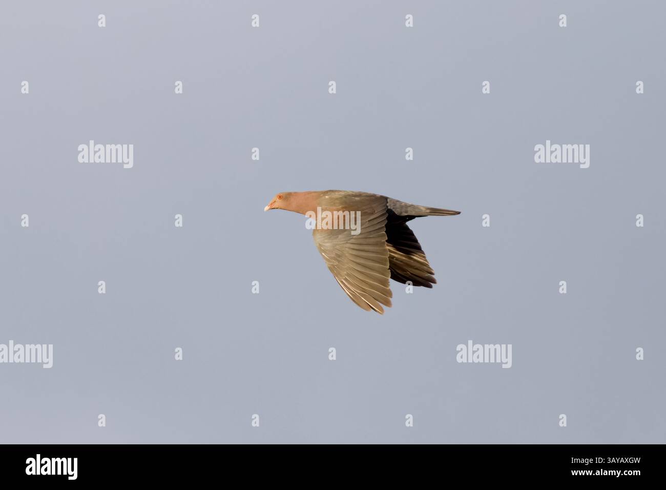 Red-billed Pigeon in flight in Costa Rica Stock Photo - Alamy