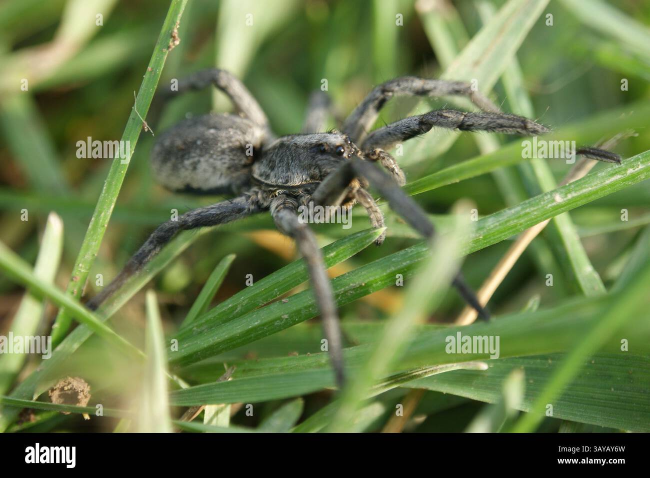 Carolina Wolf Spider in grass, macro Stock Photo - Alamy