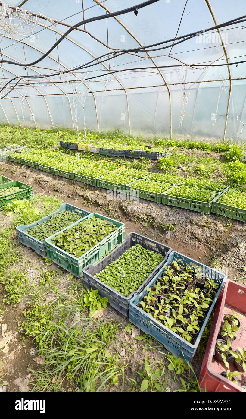 Organic farm polytunnel hi-res stock photography and images - Alamy
