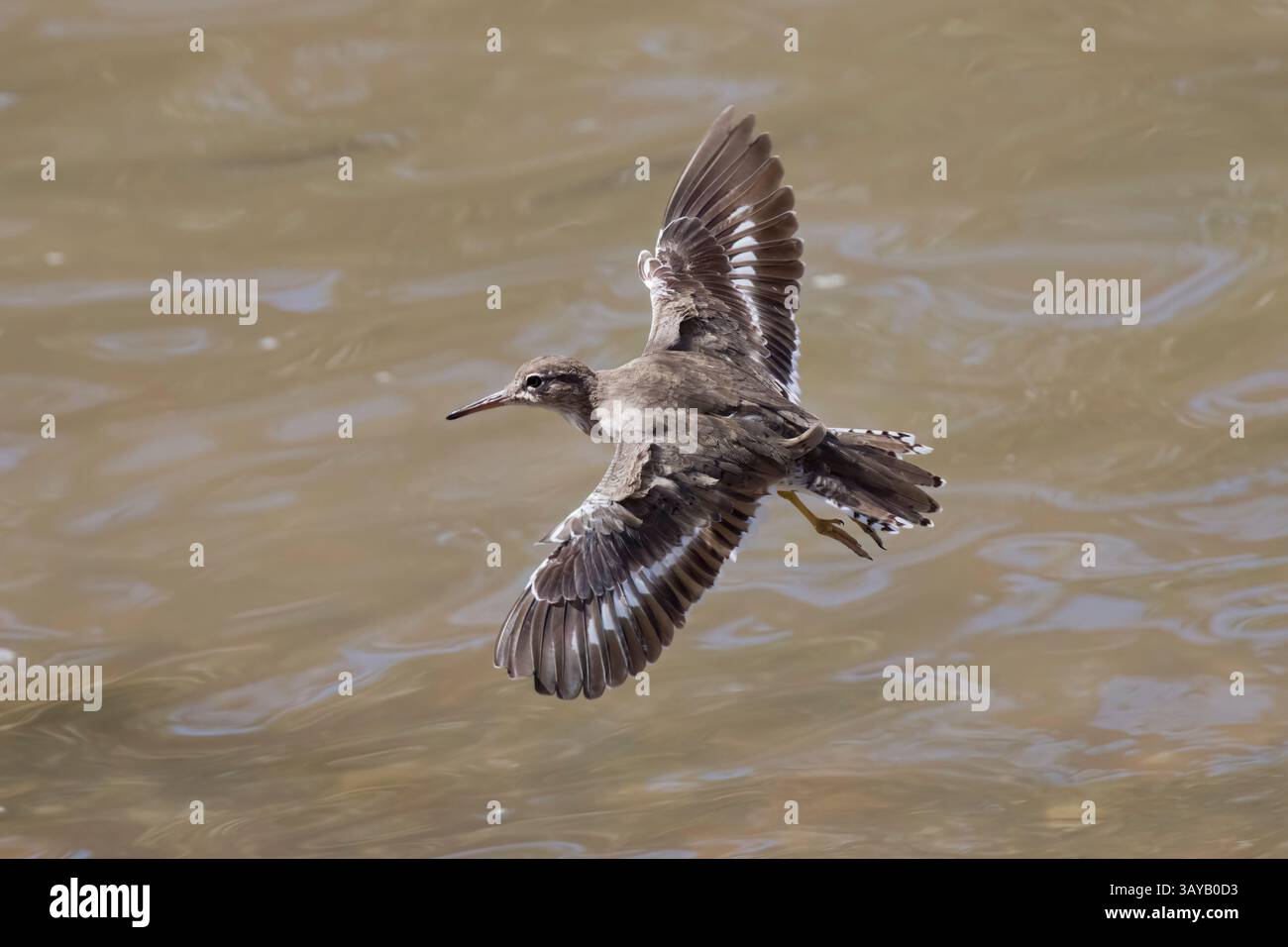 Spotted Sandpiper in flight in Costa Rica Stock Photo - Alamy