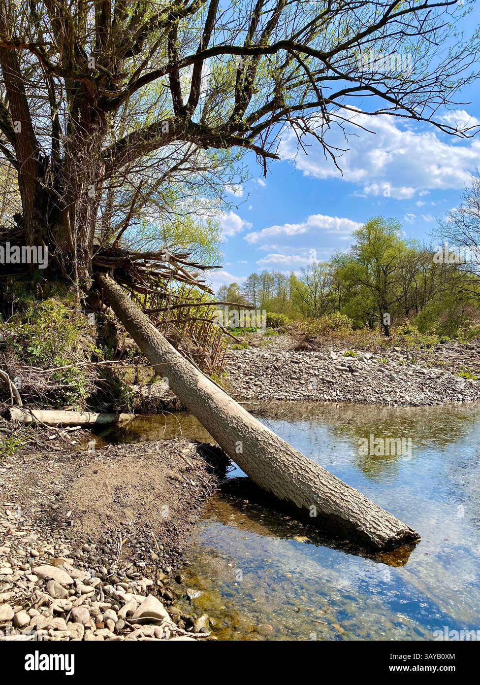 Exposed tree roots over forest smartphone stock photos and images - Alamy