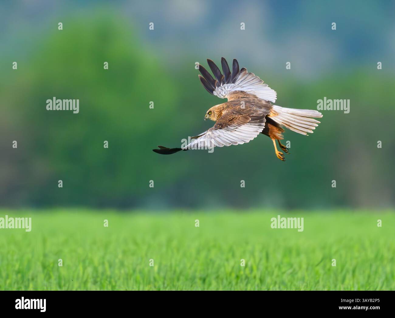 Mallnow, Germany. 22nd Apr, 2025. A marsh harrier (Circus aeruginosus ...