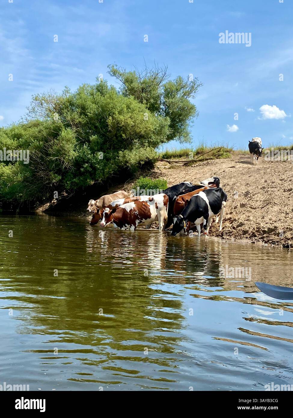 Several cows stand and drink water at a peaceful riverbank under a ...