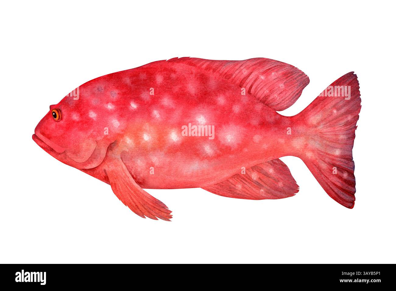 Grouper serranidae on reef Cut Out Stock Images & Pictures - Alamy