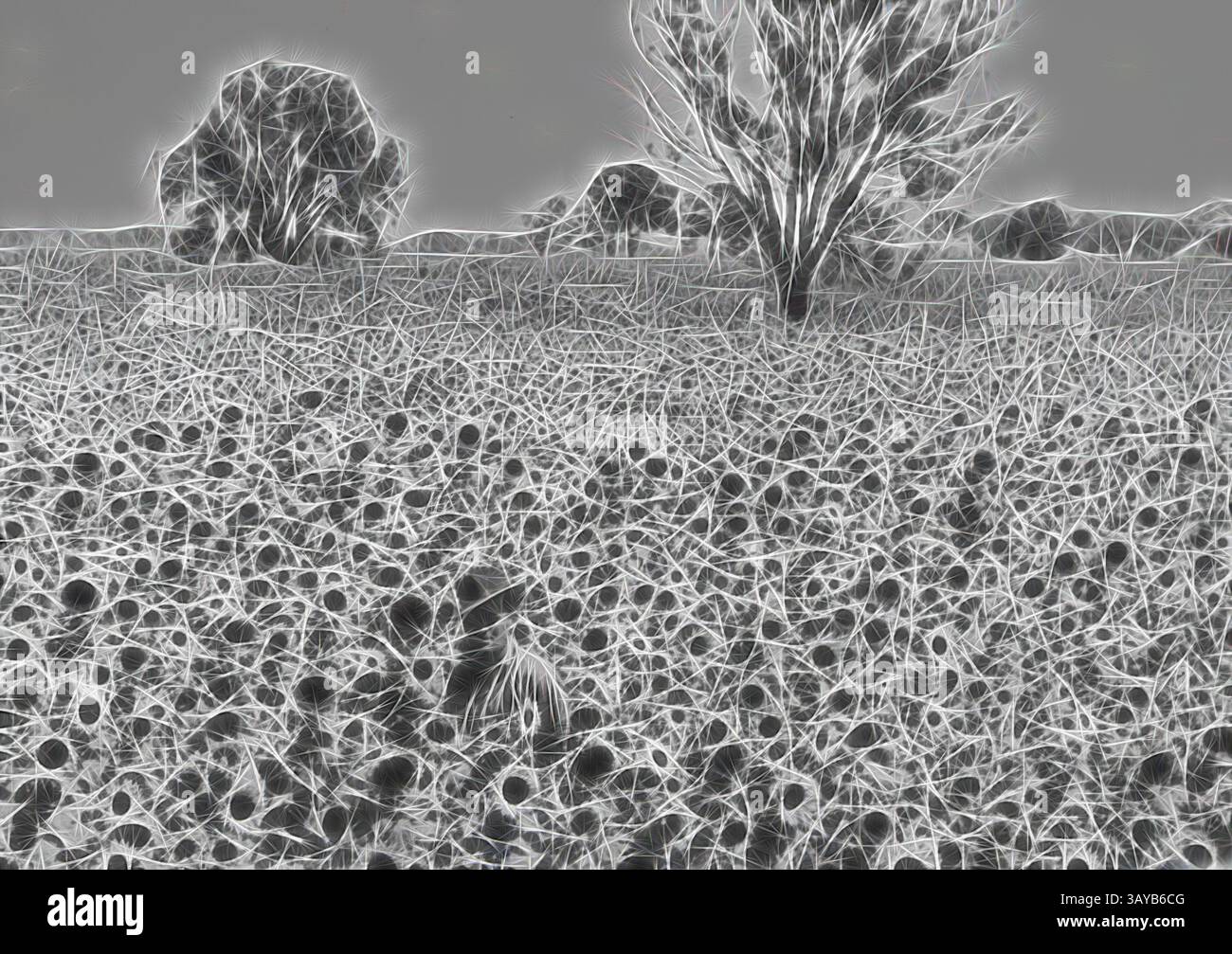 A sparse field dotted with sunflowers, their dark centers contrasting ...