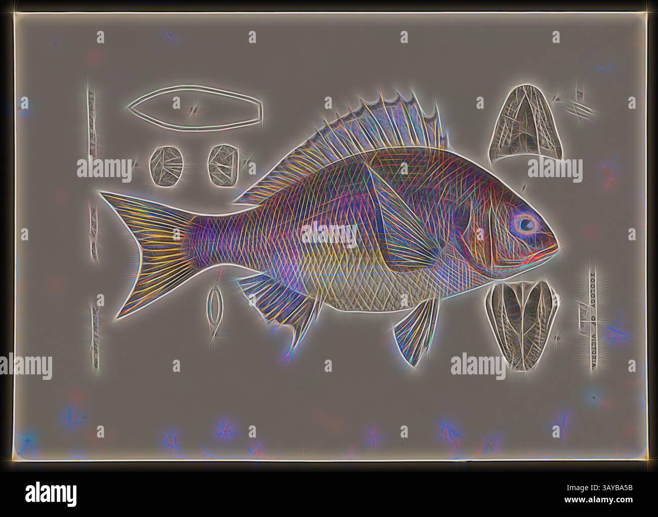 Black bream features hi-res stock photography and images - Alamy