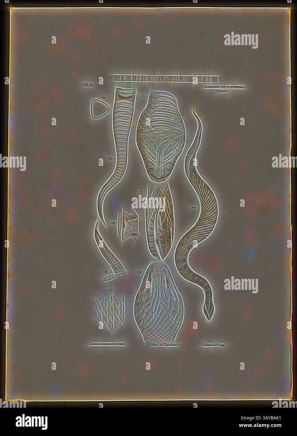 A collection of intricate sketches depicting various forms of marine ...