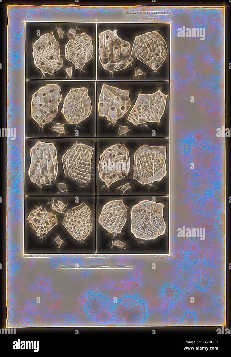 Showcasing cellular details hi-res stock photography and images - Alamy