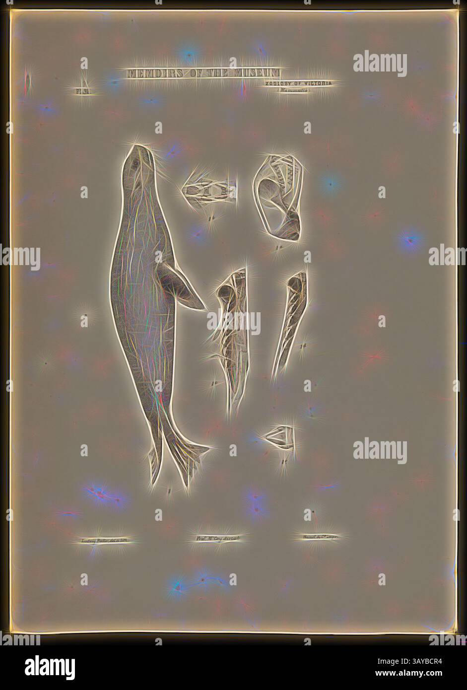 A collection of detailed illustrations depicting a whale alongside ...