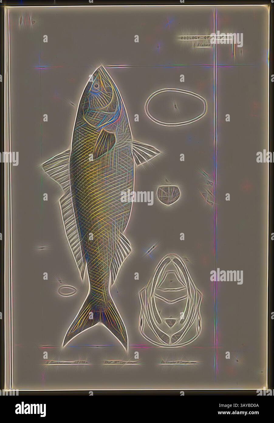 Anatomical proof hi-res stock photography and images - Alamy