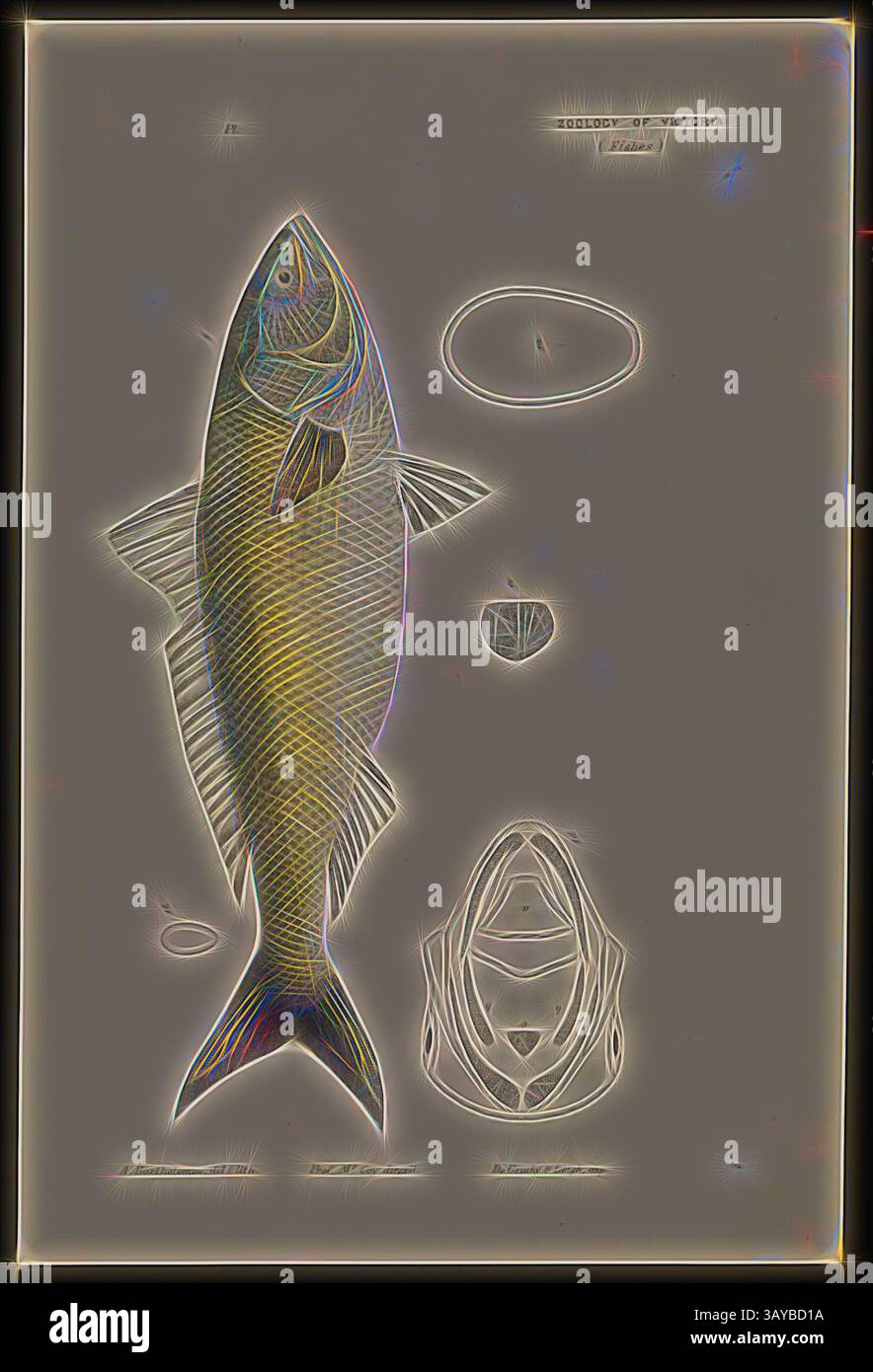 A detailed illustration showcases a fish with labeled anatomical ...