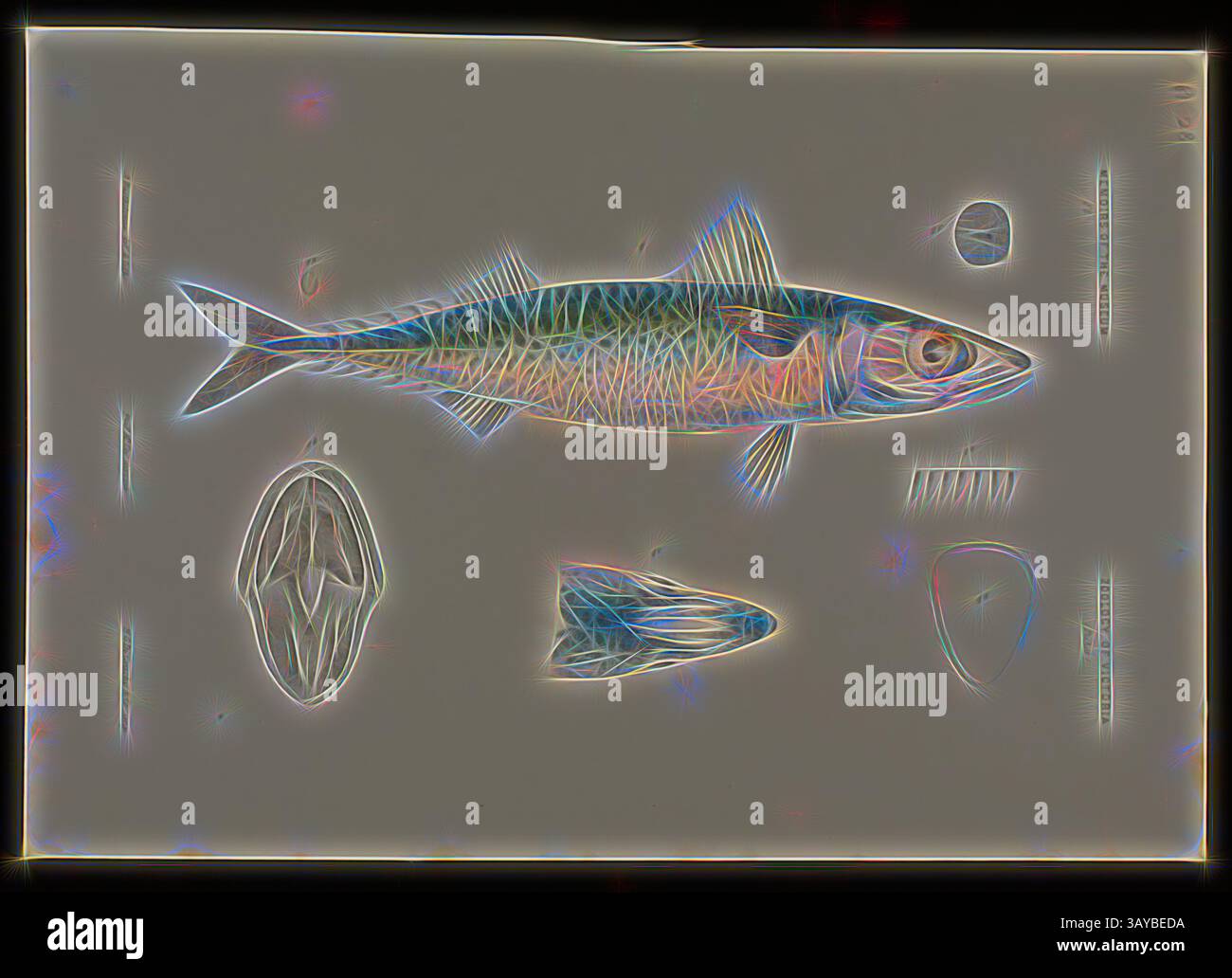 A detailed scientific illustration featuring a fish with distinct ...