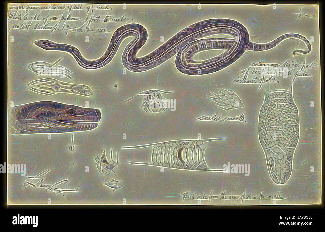 A detailed illustration featuring a snake alongside various anatomical ...