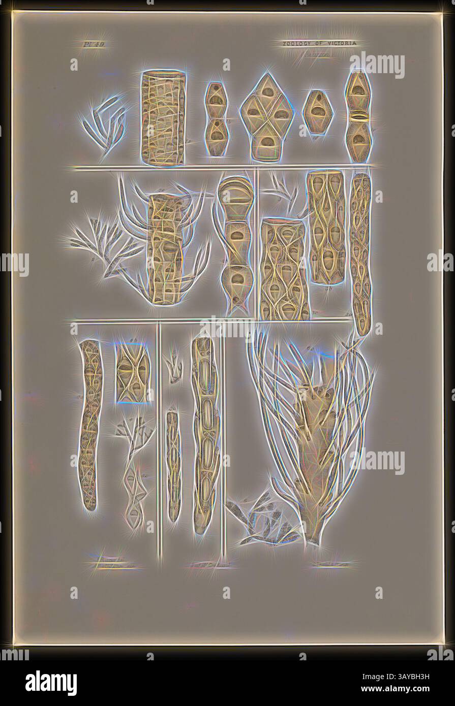 A collection of intricate, abstract forms and patterns, resembling ...