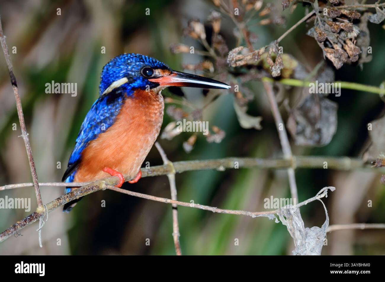 Blue-eared Kingfisher (Alcedo meninting) from Kinabatangan River, Sabah ...